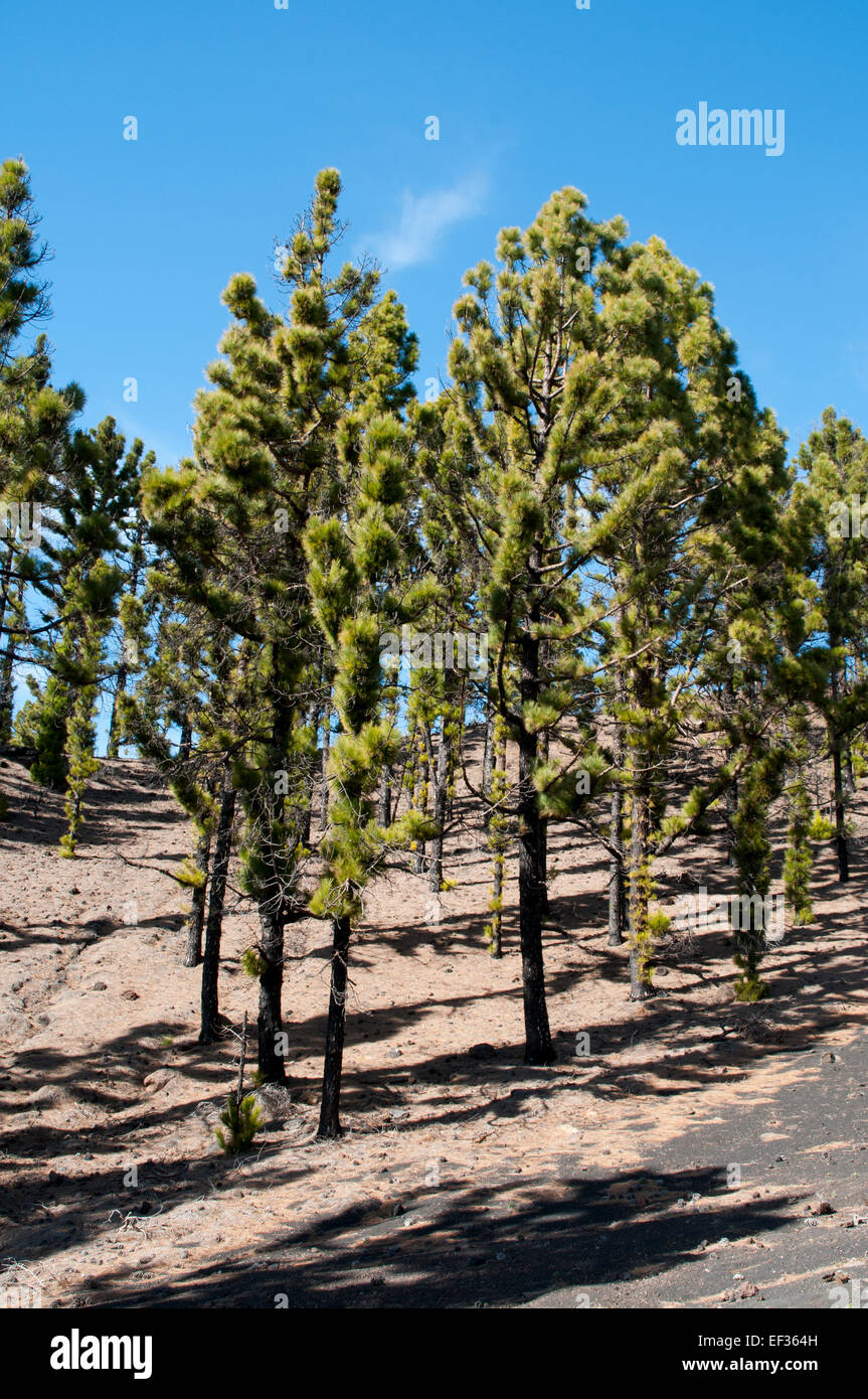 Canary Island Pine is endemic to Canary Islands. The up to 30 cm long ...
