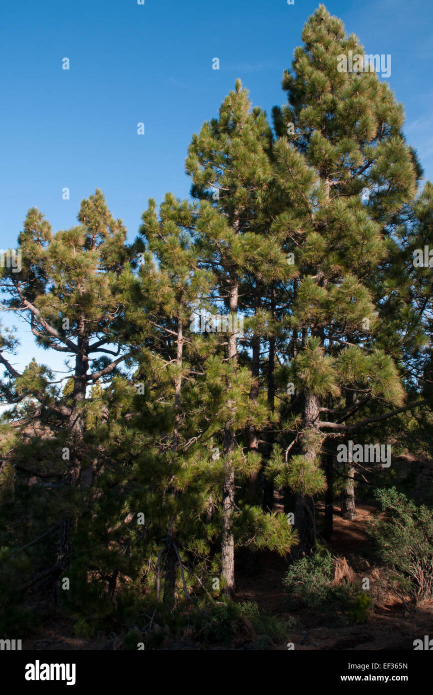 Canary Island Pine is endemic to Canary Islands. The up to 30 cm long ...