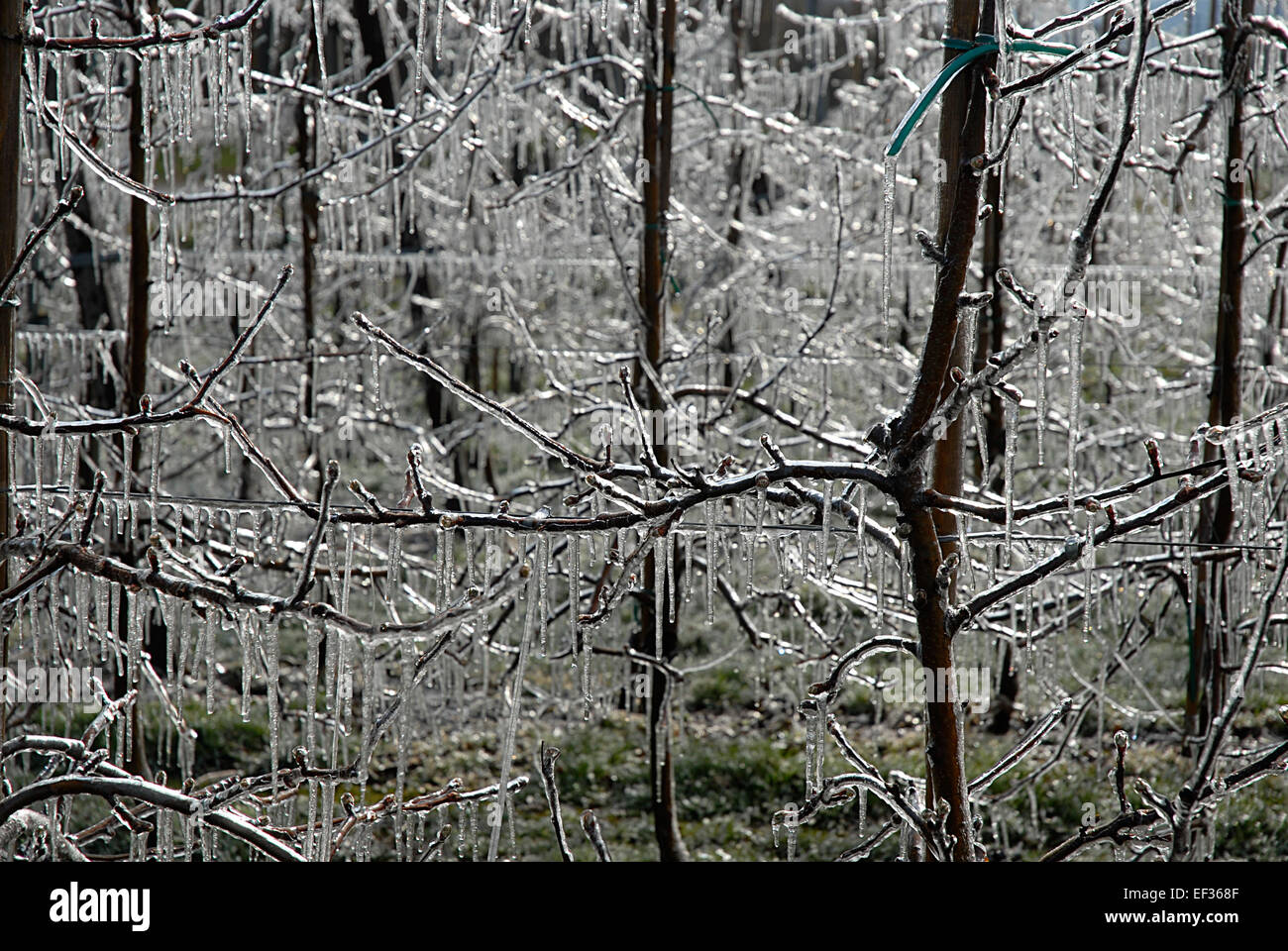 Apple trees covered in ice during winter in a frost-covered orchard ...