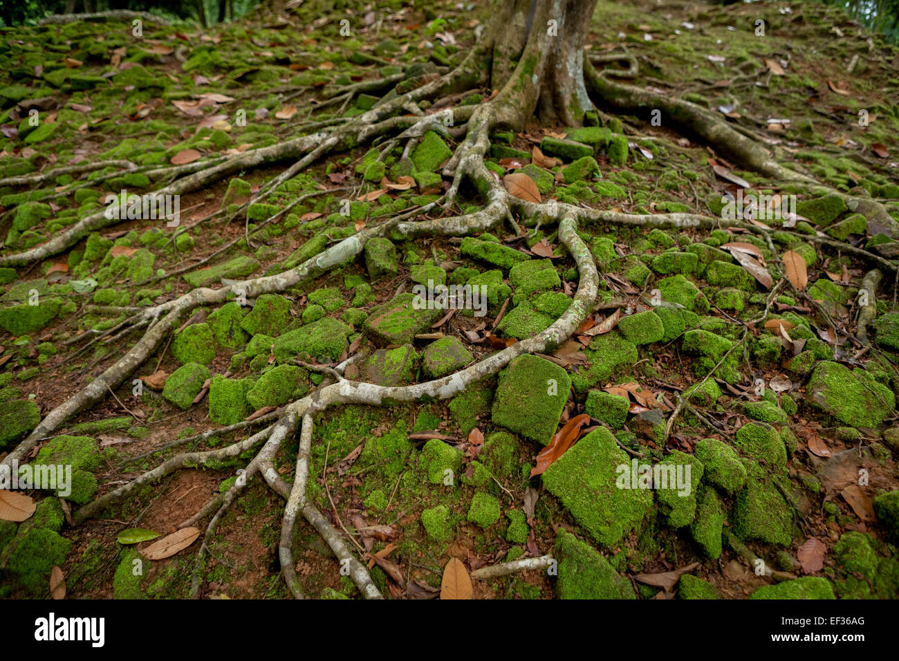 Ruins of Koto Mahligai temple in Muaro Jambi temple compounds Stock ...