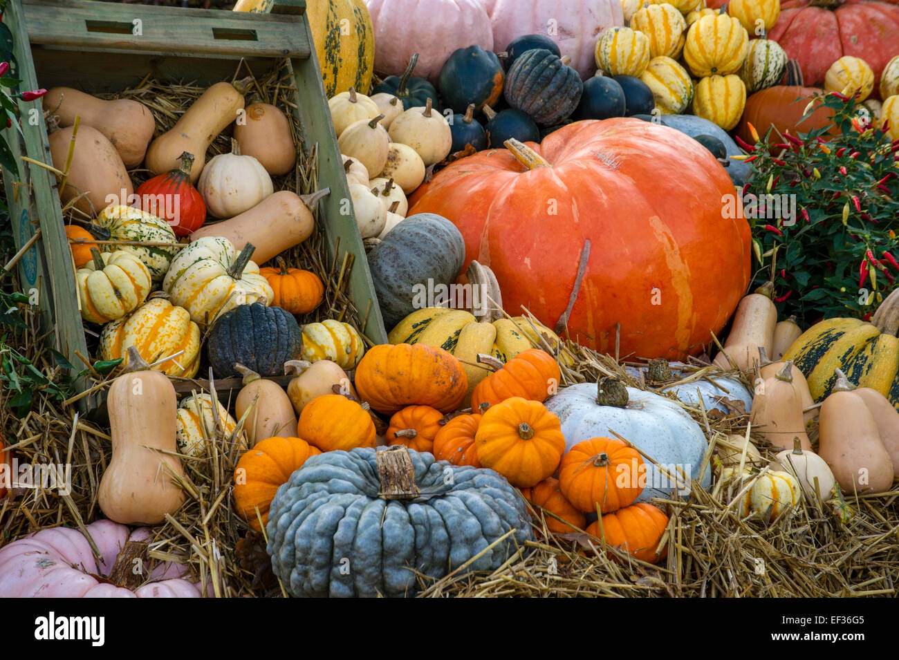 Pumpkins - Squashes on display Stock Photo - Alamy