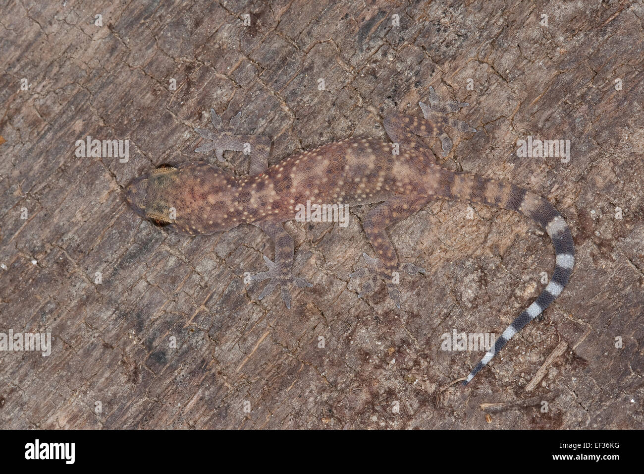 Turkish gecko, Mediterranean House Gecko, Europäischer Halbfinger ...