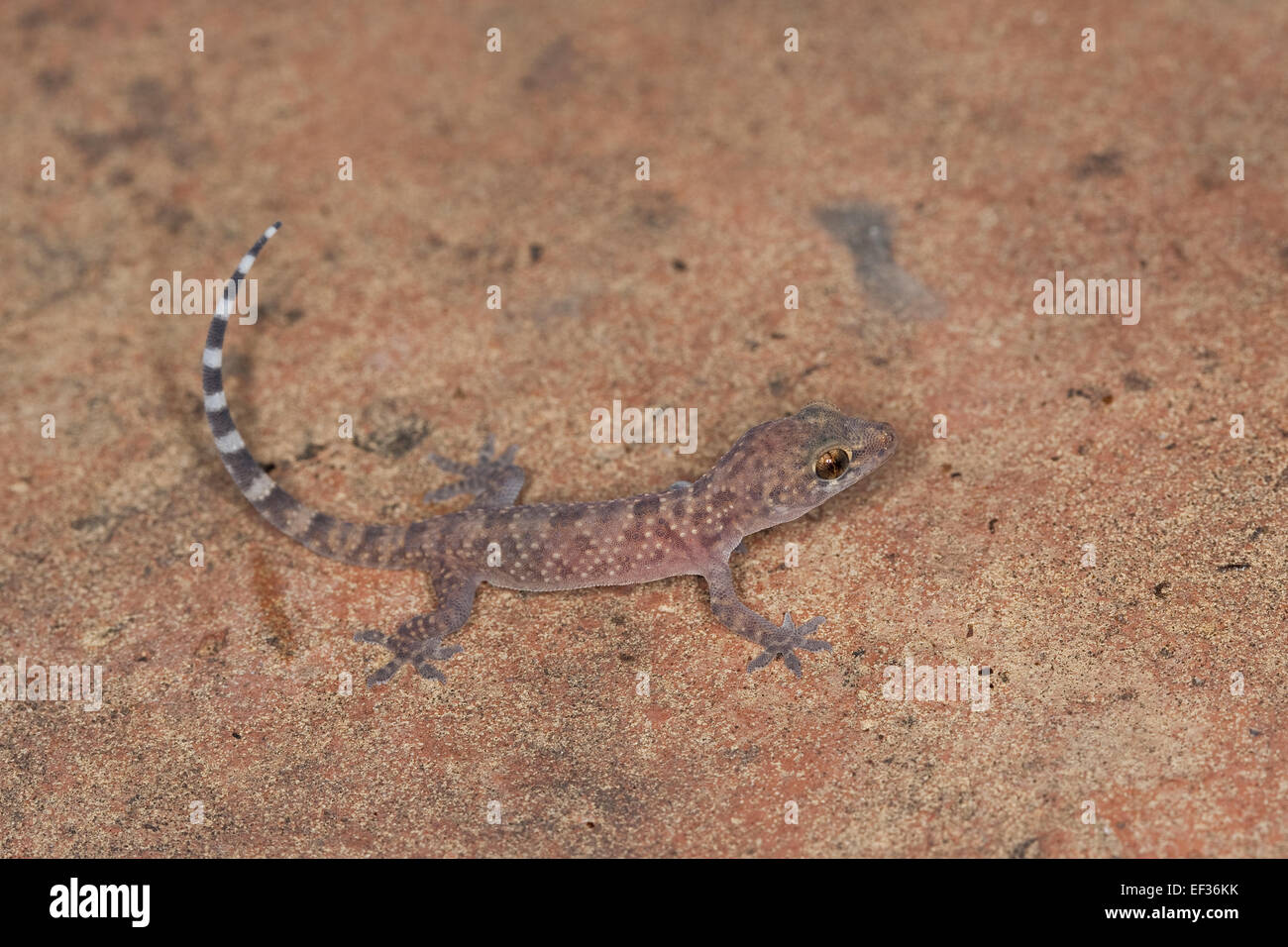 Hemidactylus turcicus hi-res stock photography and images - Alamy