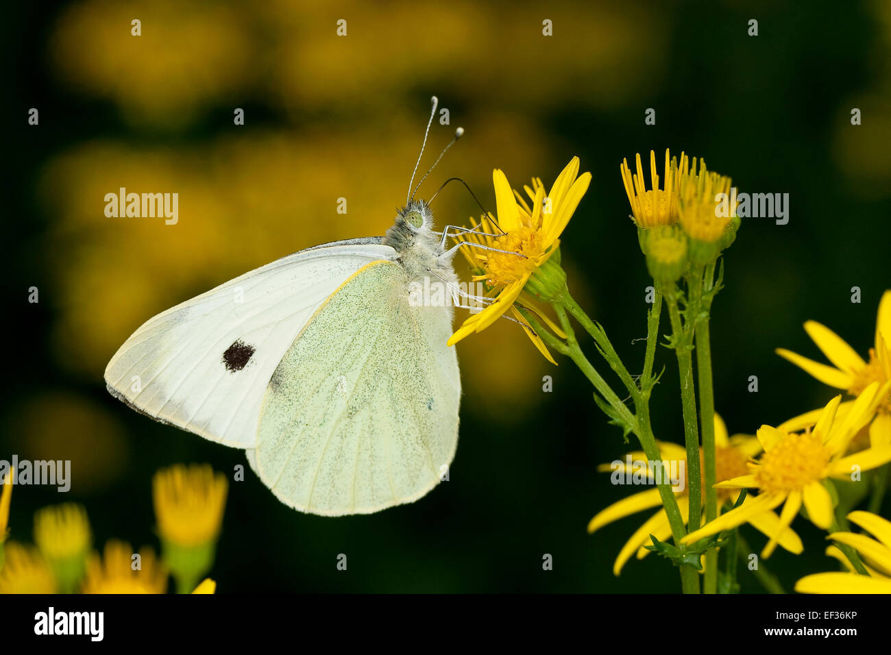 Large Cabbage White, White cabbage butterfly, visiting a flower, Großer ...