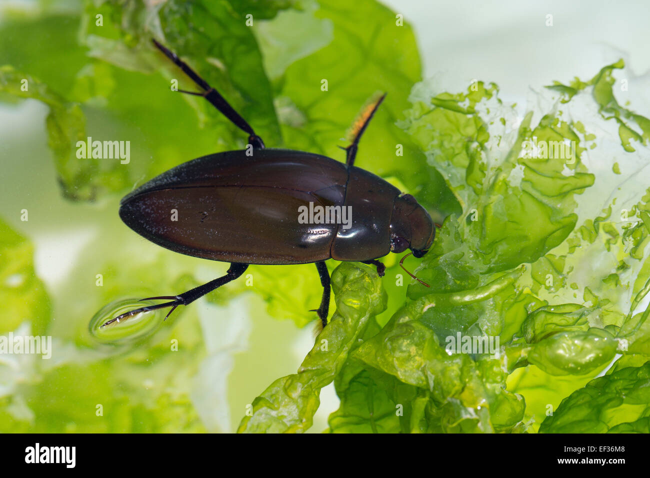 Great Silver Water Beetle, Großer Kolbenwasserkäfer, Kolben-Wasserkäfer ...