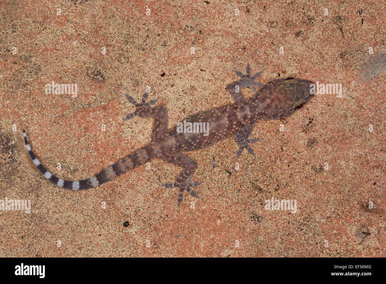 Turkish gecko, Mediterranean House Gecko, Europäischer Halbfinger ...