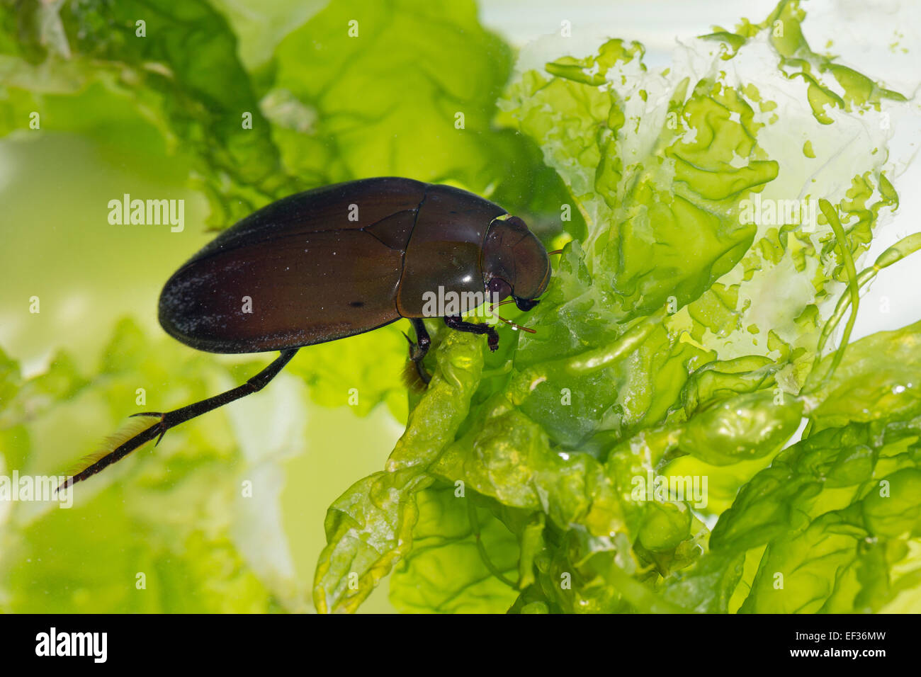 Hydrophile brun hi-res stock photography and images - Alamy