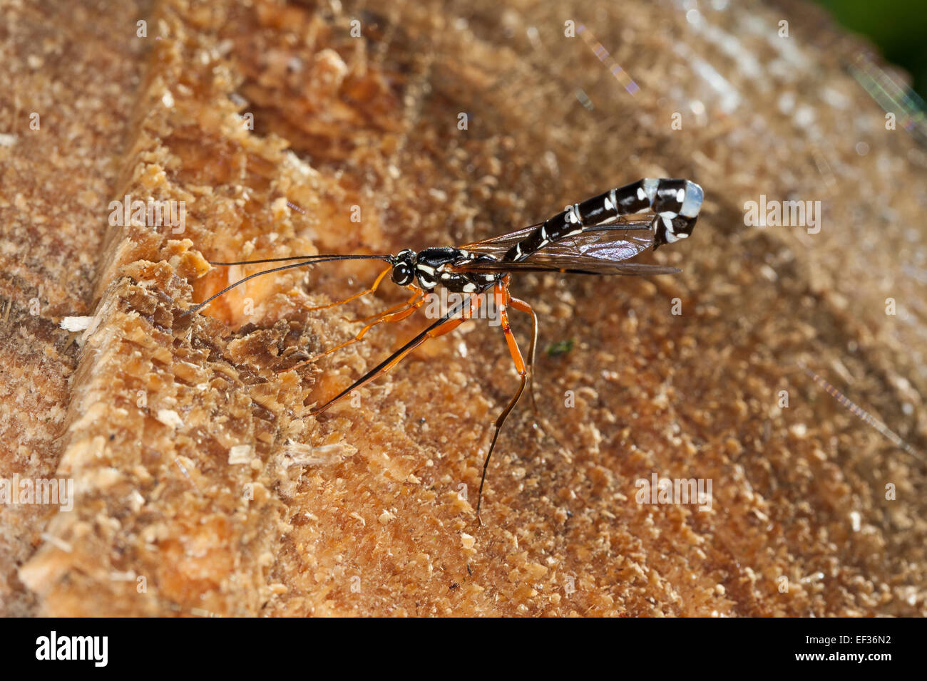 Giant Ichneumon, Sabre Wasp, large ichneumon wasp, female, Holzwespen ...