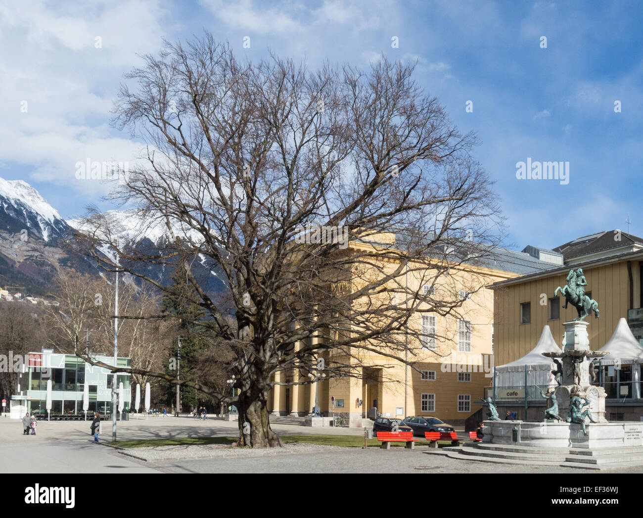 The blood beech tree in front of the Tiroler Landestheater in Innsbruck ...