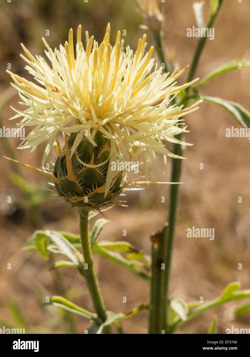 Centaurea salonitana, a rare species of thistle native to Greece, known ...