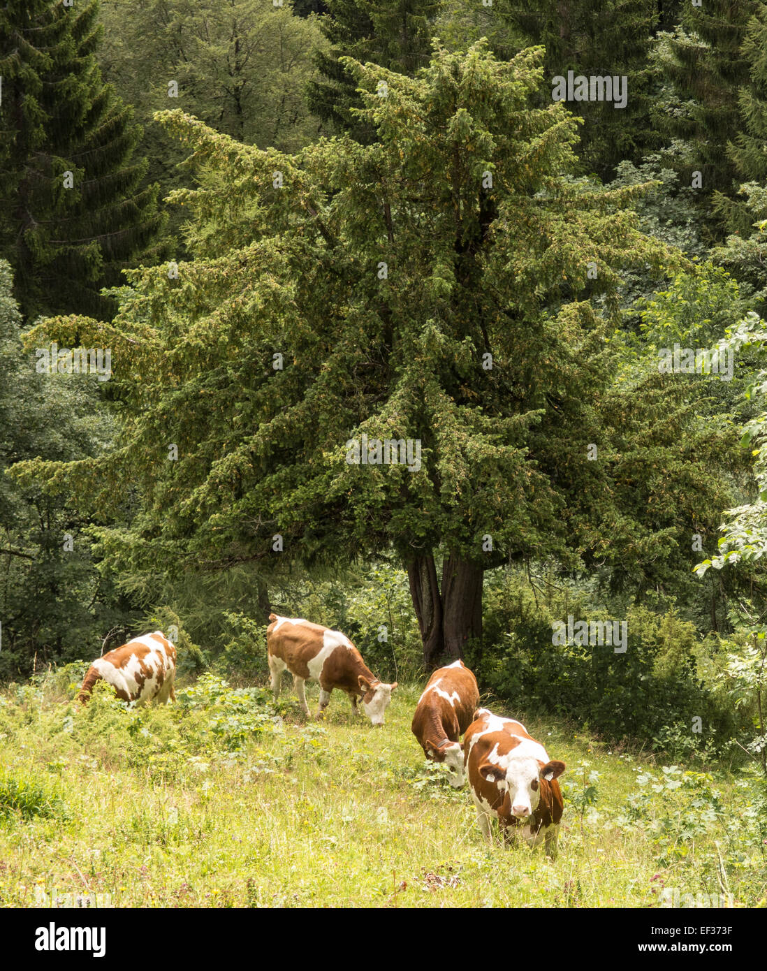 A yew tree and cattle near the Ganalm in the Tyrolean Alps, symbolizing ...