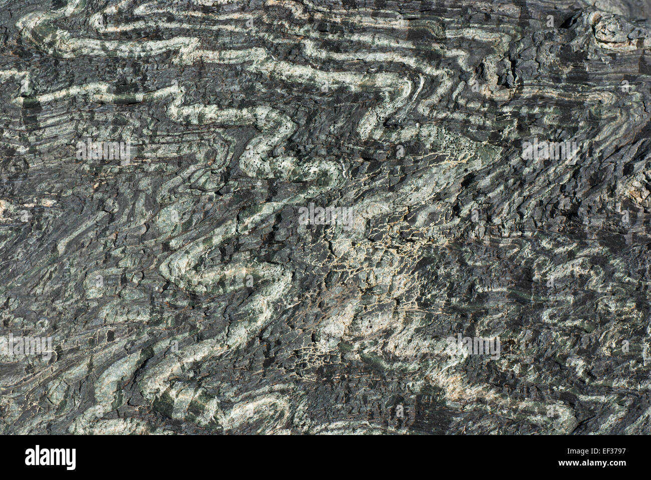 Folded serpentinite formations in the Tuxer Alps are geological marvels ...