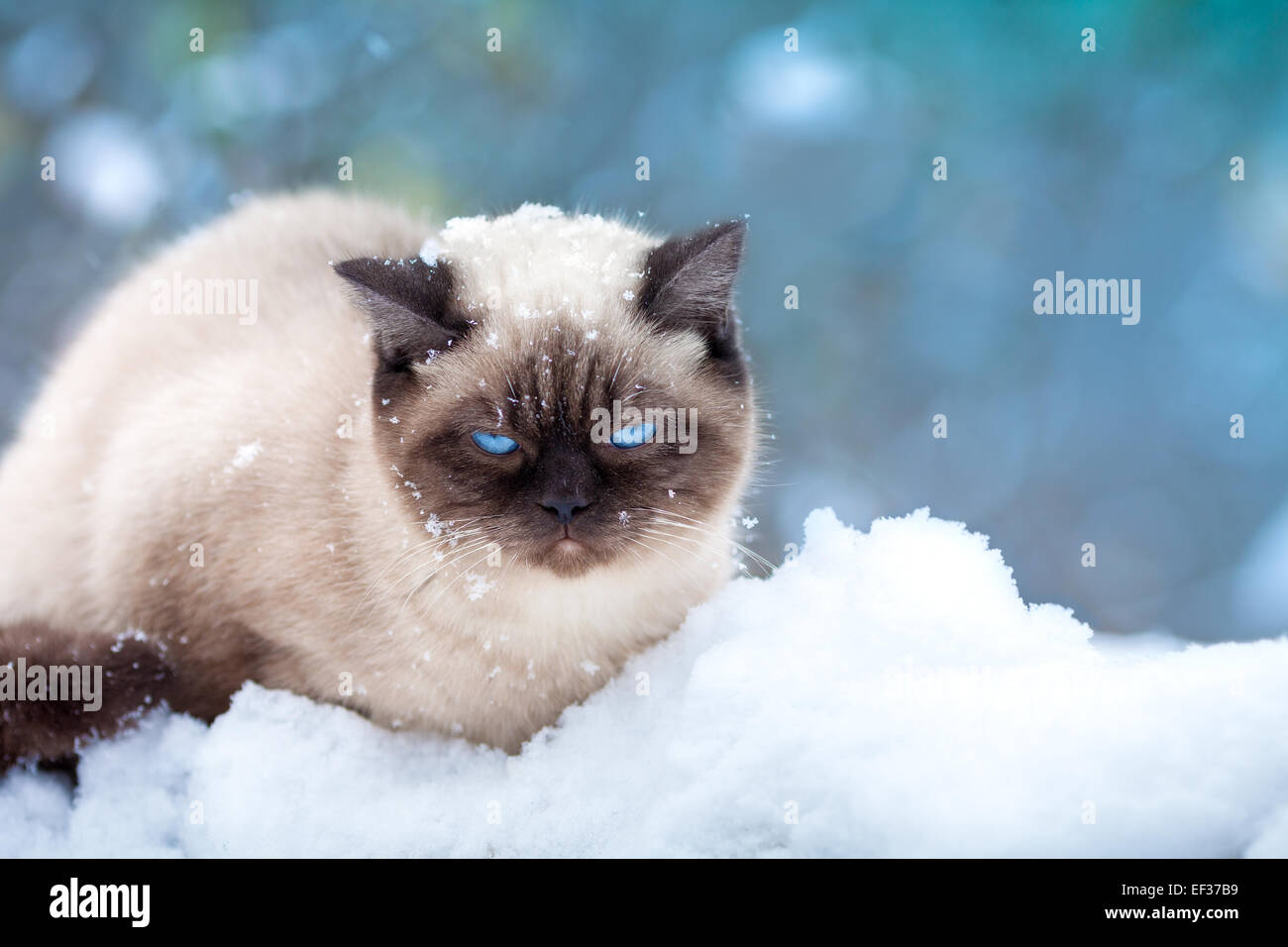 Cat cowered with snow, sitting in snowdrift Stock Photo - Alamy