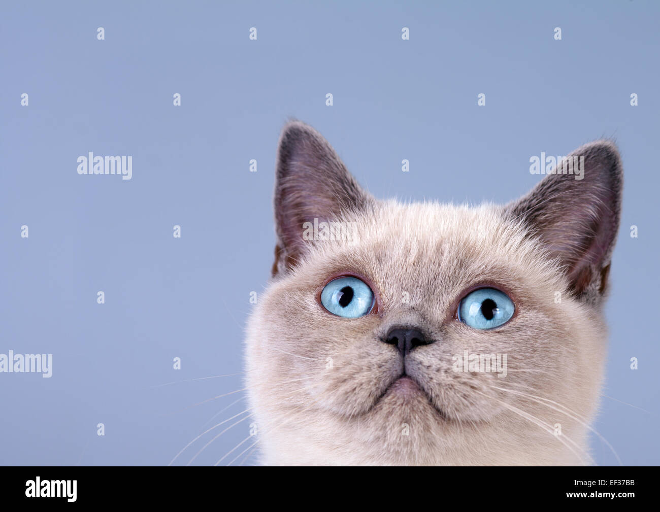 Portrait of siamese cat Stock Photo - Alamy
