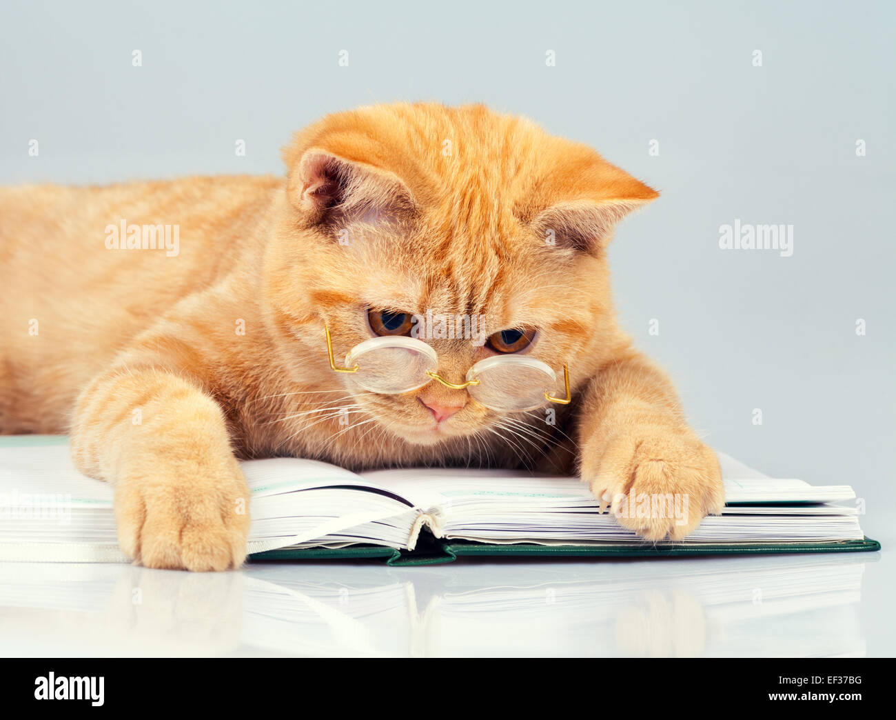Red cat book on hi-res stock photography and images - Alamy