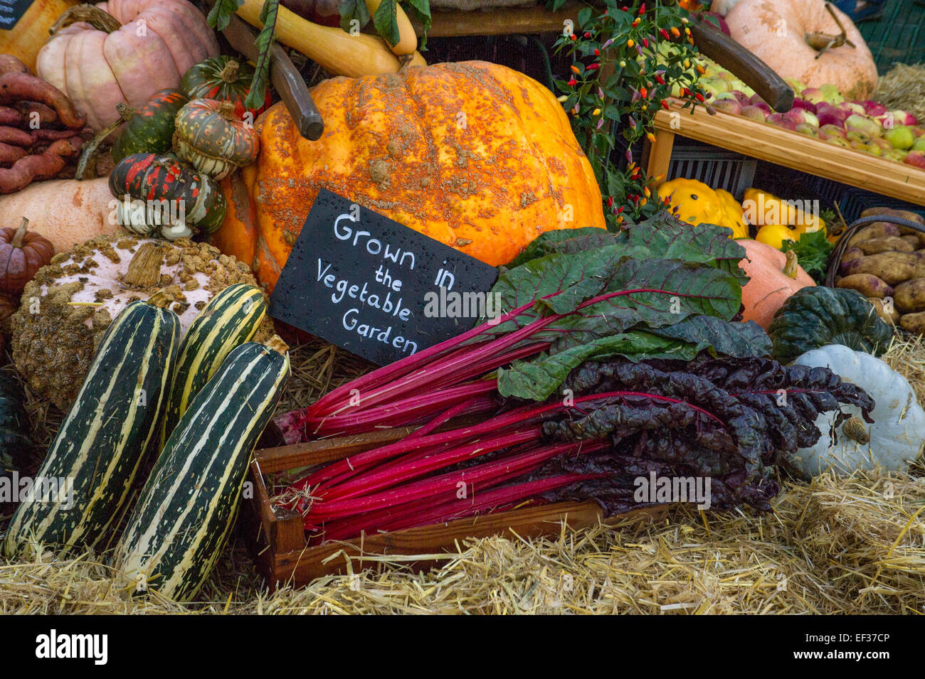 Marrow squash and pumpkin hi-res stock photography and images - Alamy