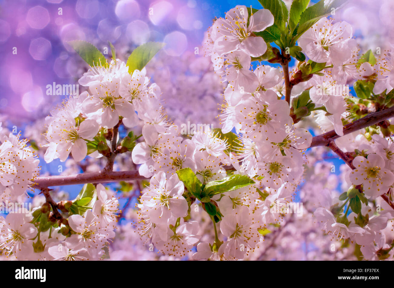 Pink cherry blossoms hi-res stock photography and images - Alamy