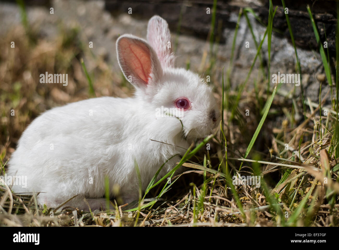 White rabbit family hi-res stock photography and images - Alamy