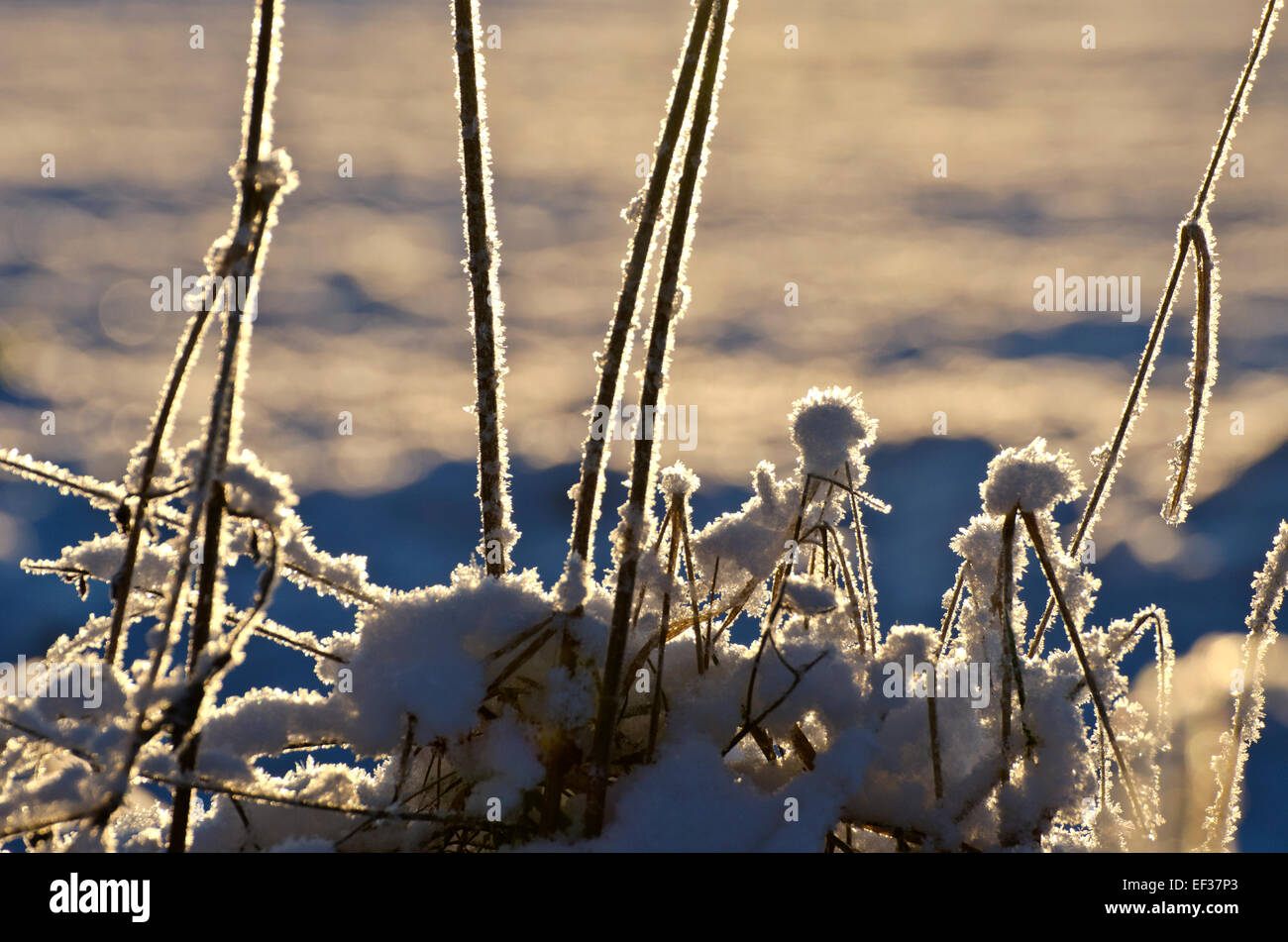 beautiful winter hoarfrost on plants background and sunrise sunlight ...
