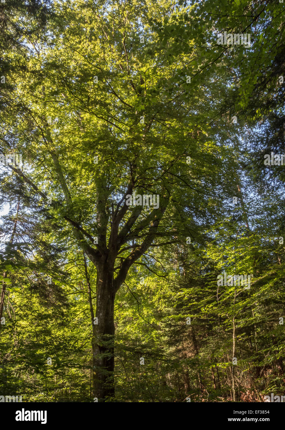The Gitterbuche tree in Gnadenwald, Austria, a natural landmark and ...