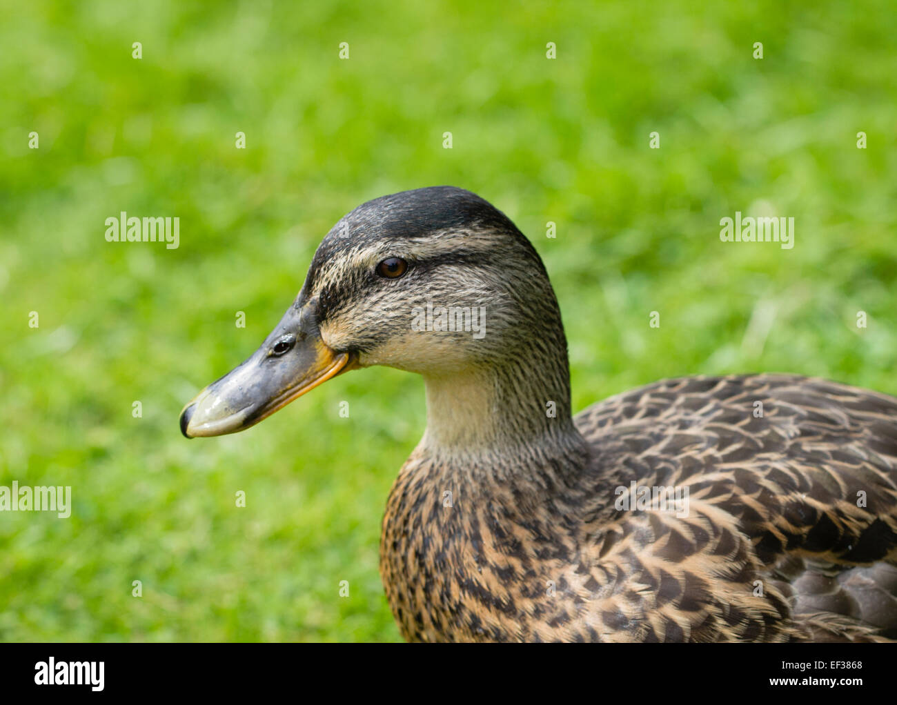 A female Mallard duck against a plain, grassy background Stock Photo ...