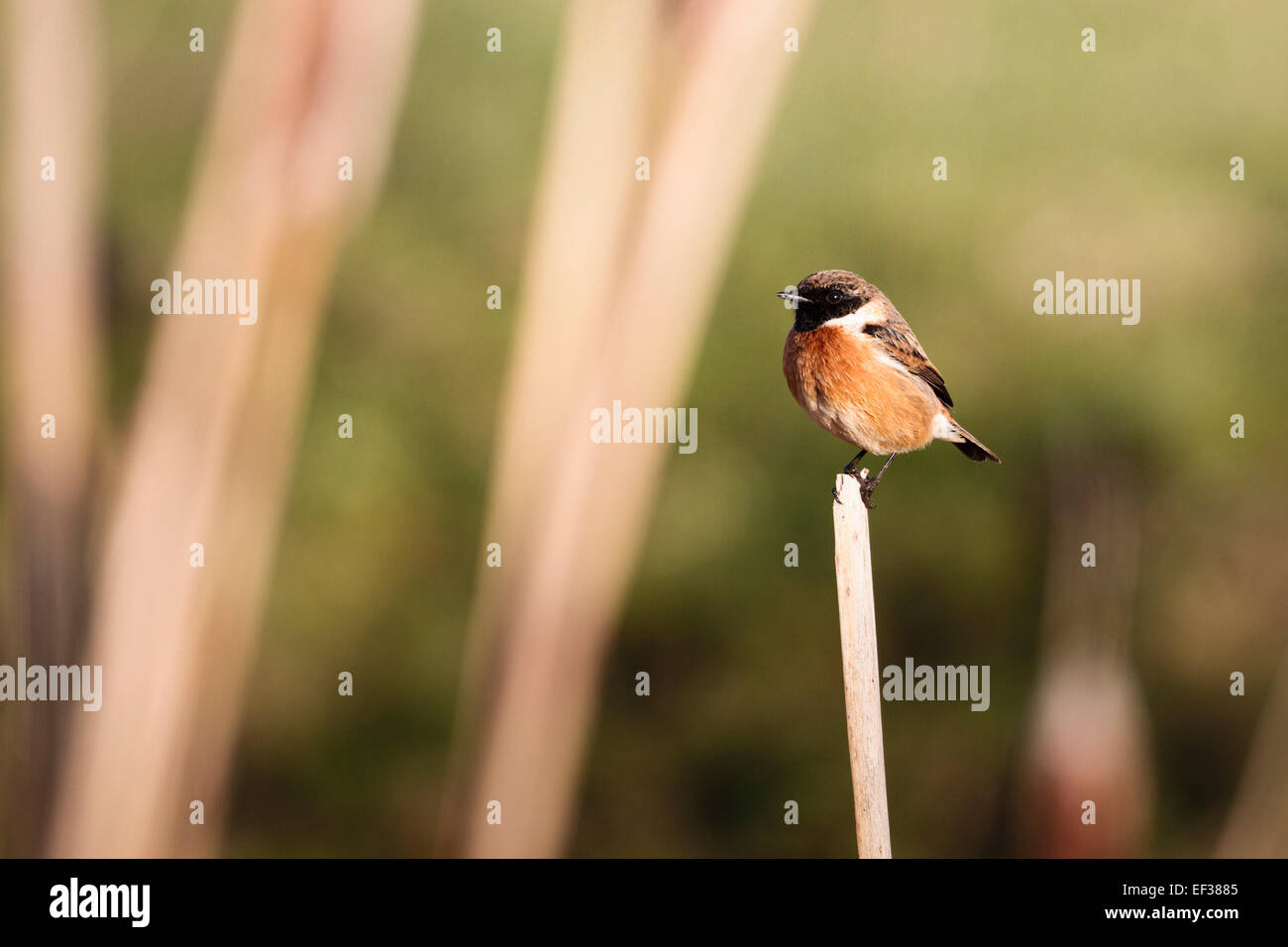 Saxicola torquata hi-res stock photography and images - Alamy