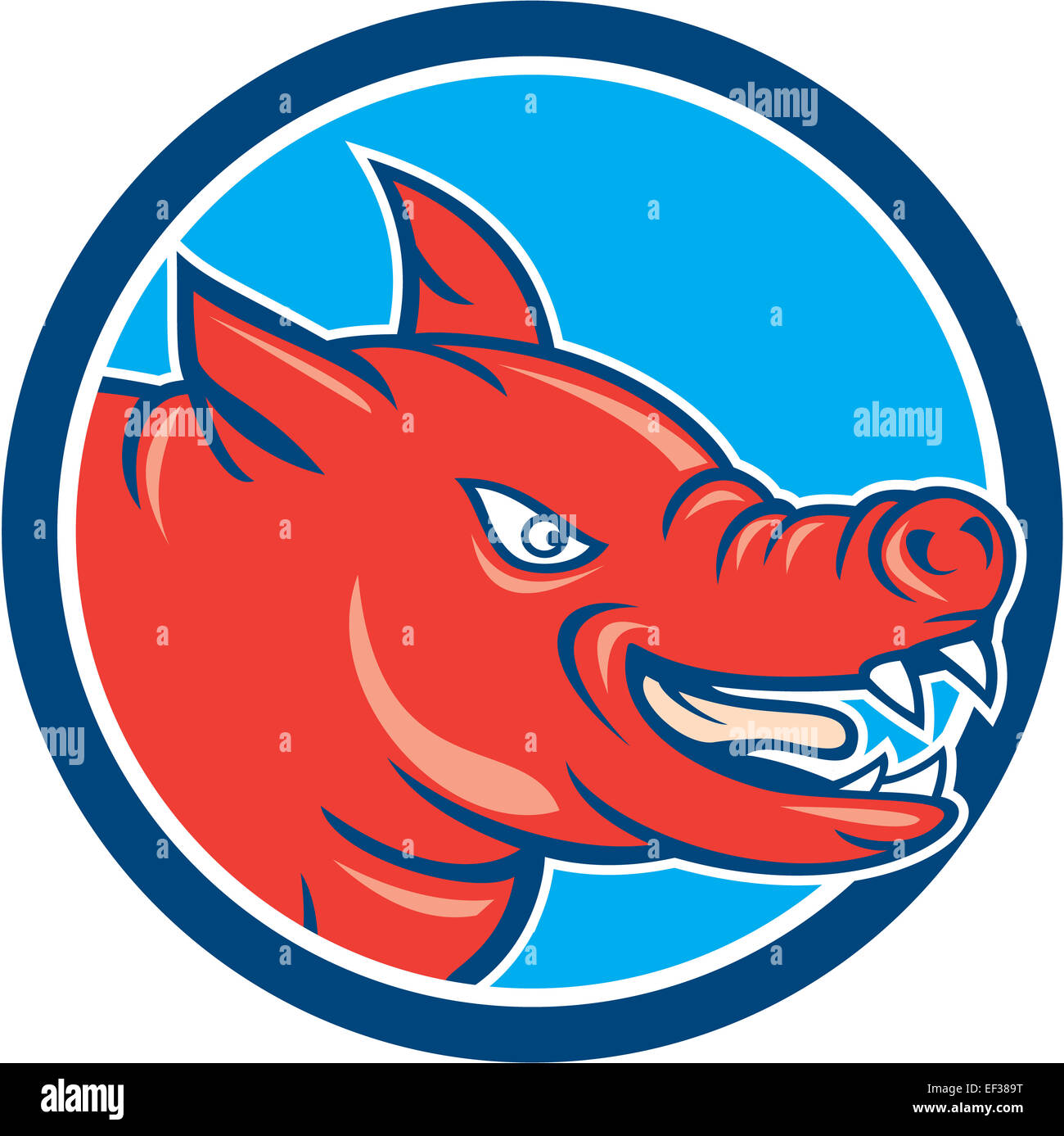 Illustration of an angry wild pig head showing teeth looking to the ...