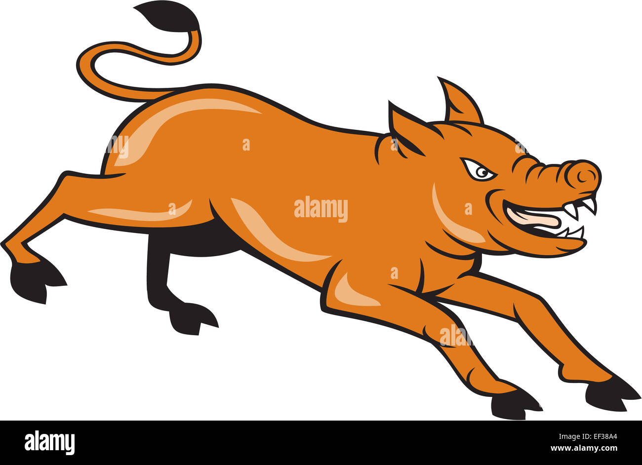 Illustration of an angry wild pig showing teeth jumping running ...