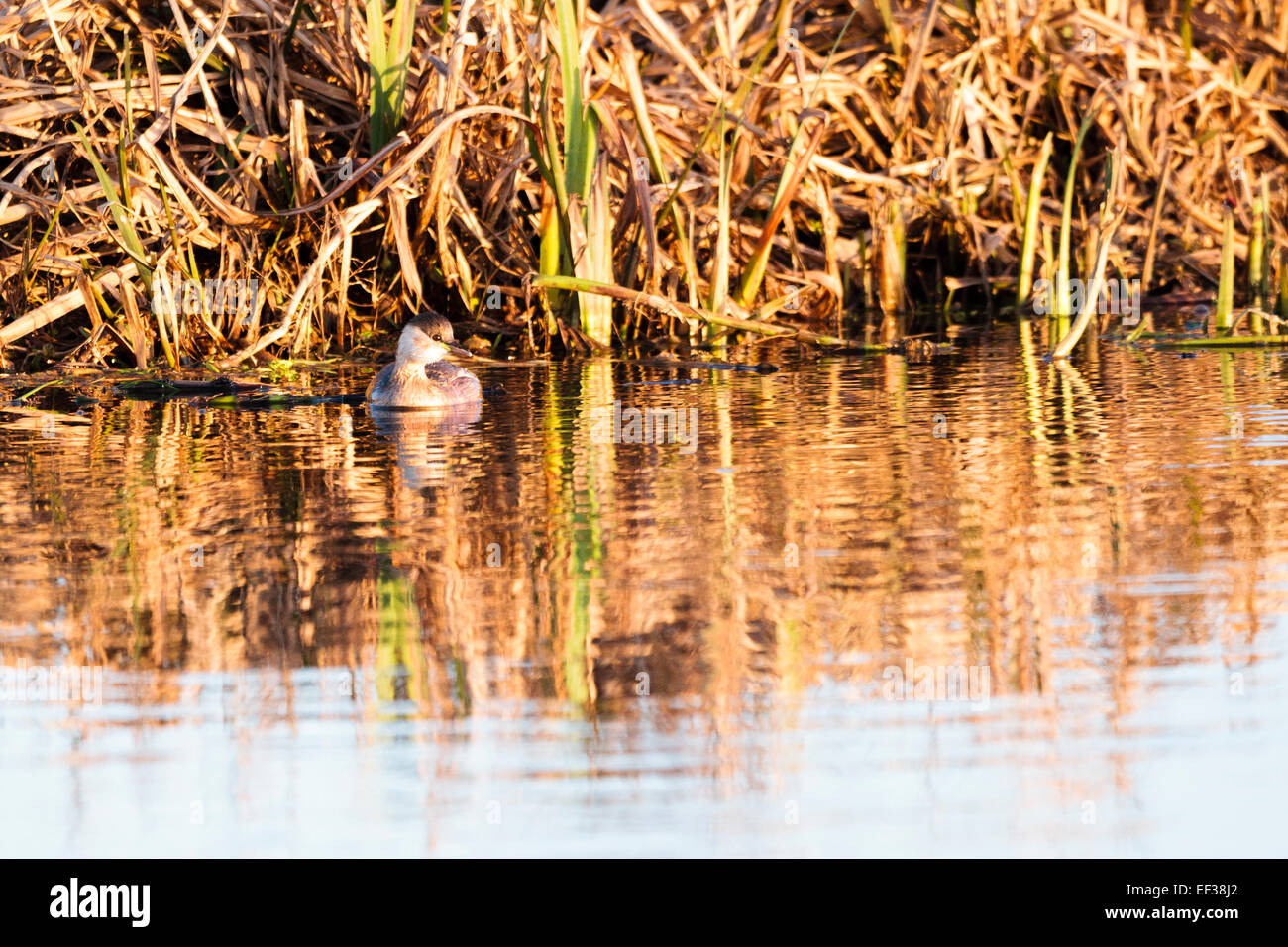 Little grebe (Tachybaptus ruficollis) winter plumage, Surrey, England ...