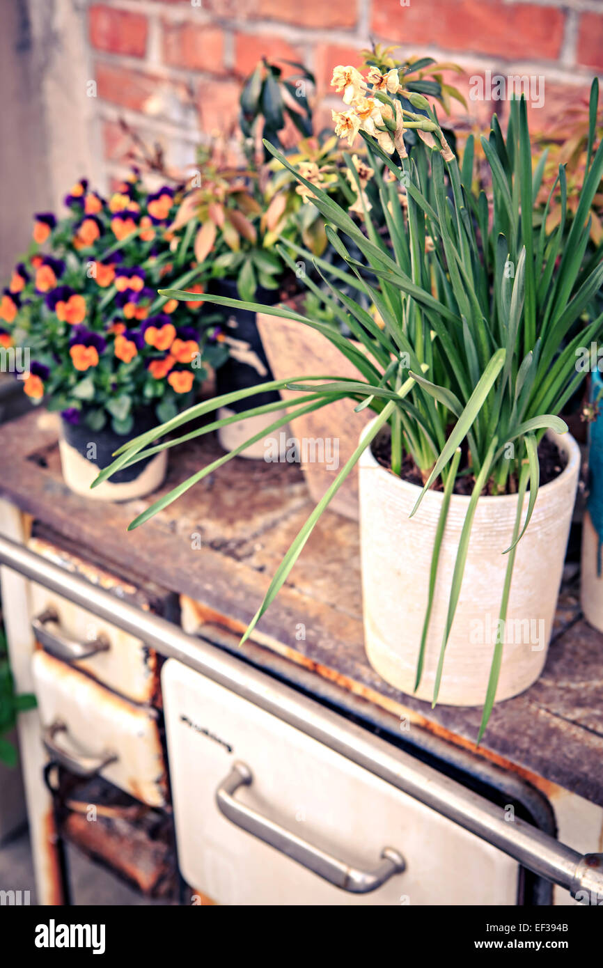 diverse flowers and vintage objects in an old backyard by springtime ...