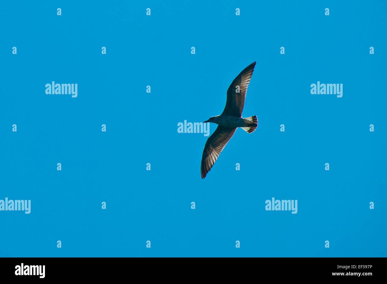 Alone animal hi-res stock photography and images - Alamy