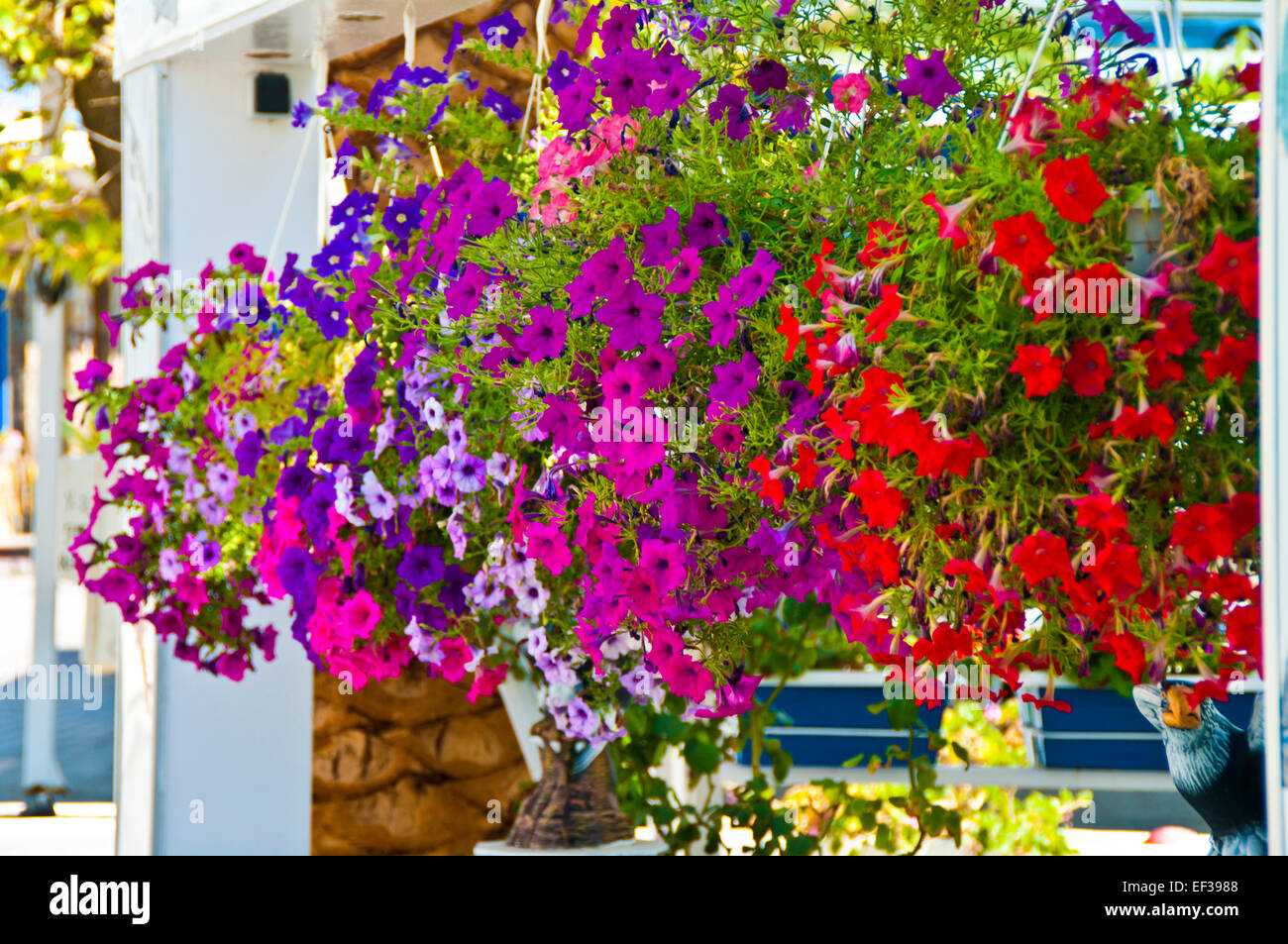 beautiful beauty blue color colorful day decoration europe flora floral ...