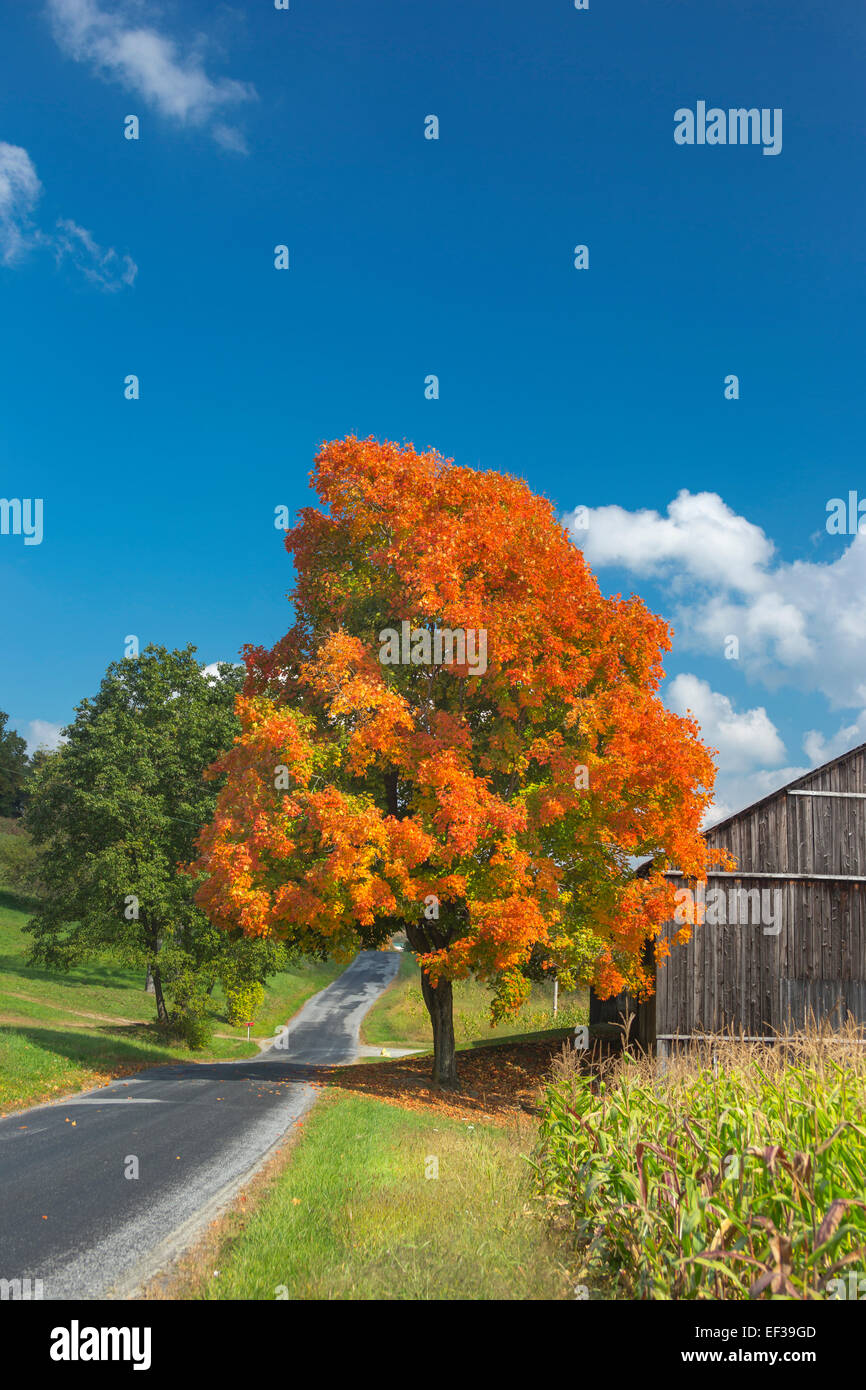 Single tree hi-res stock photography and images - Alamy
