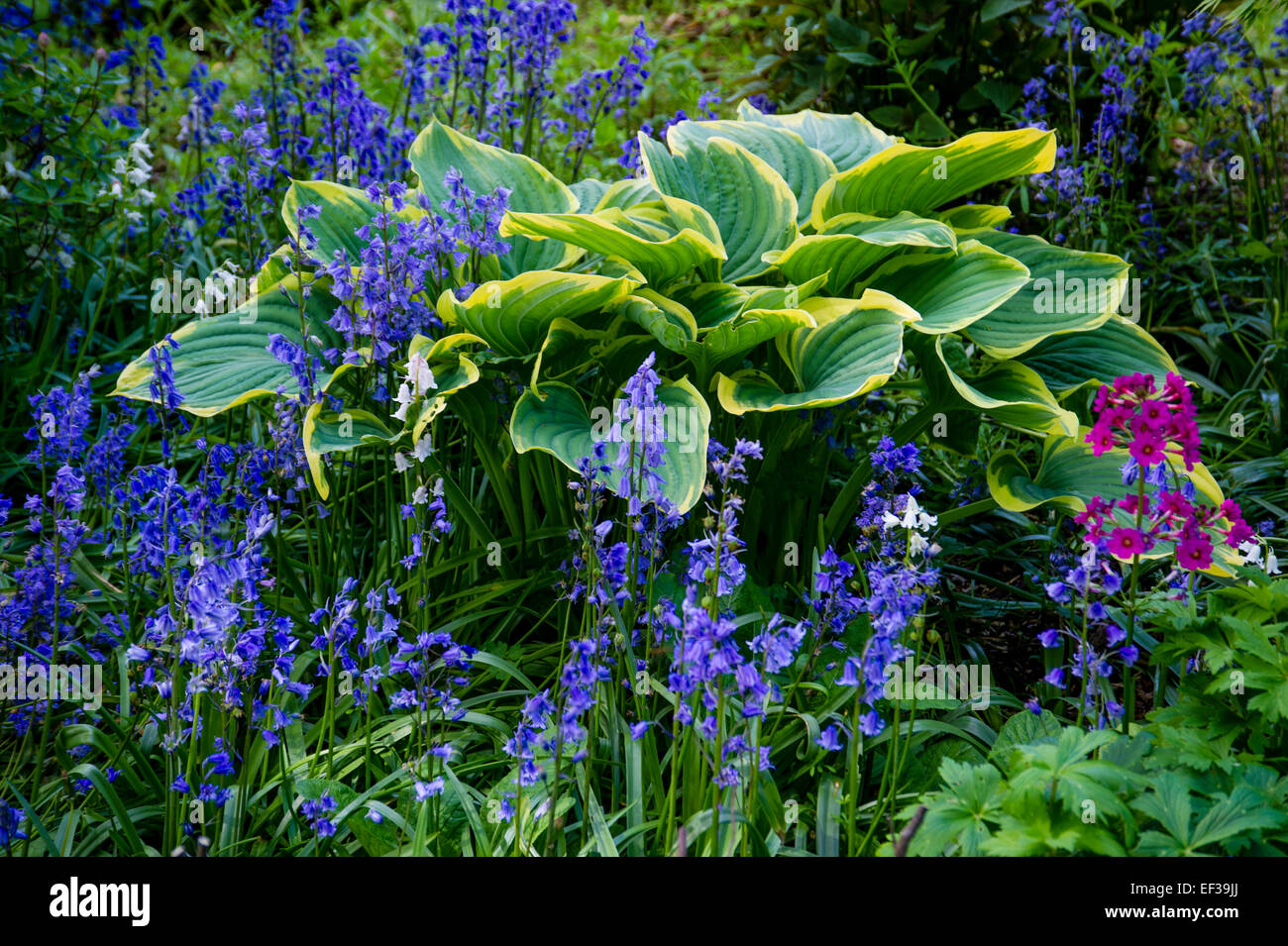 Flowers of hosta plant hi-res stock photography and images - Alamy