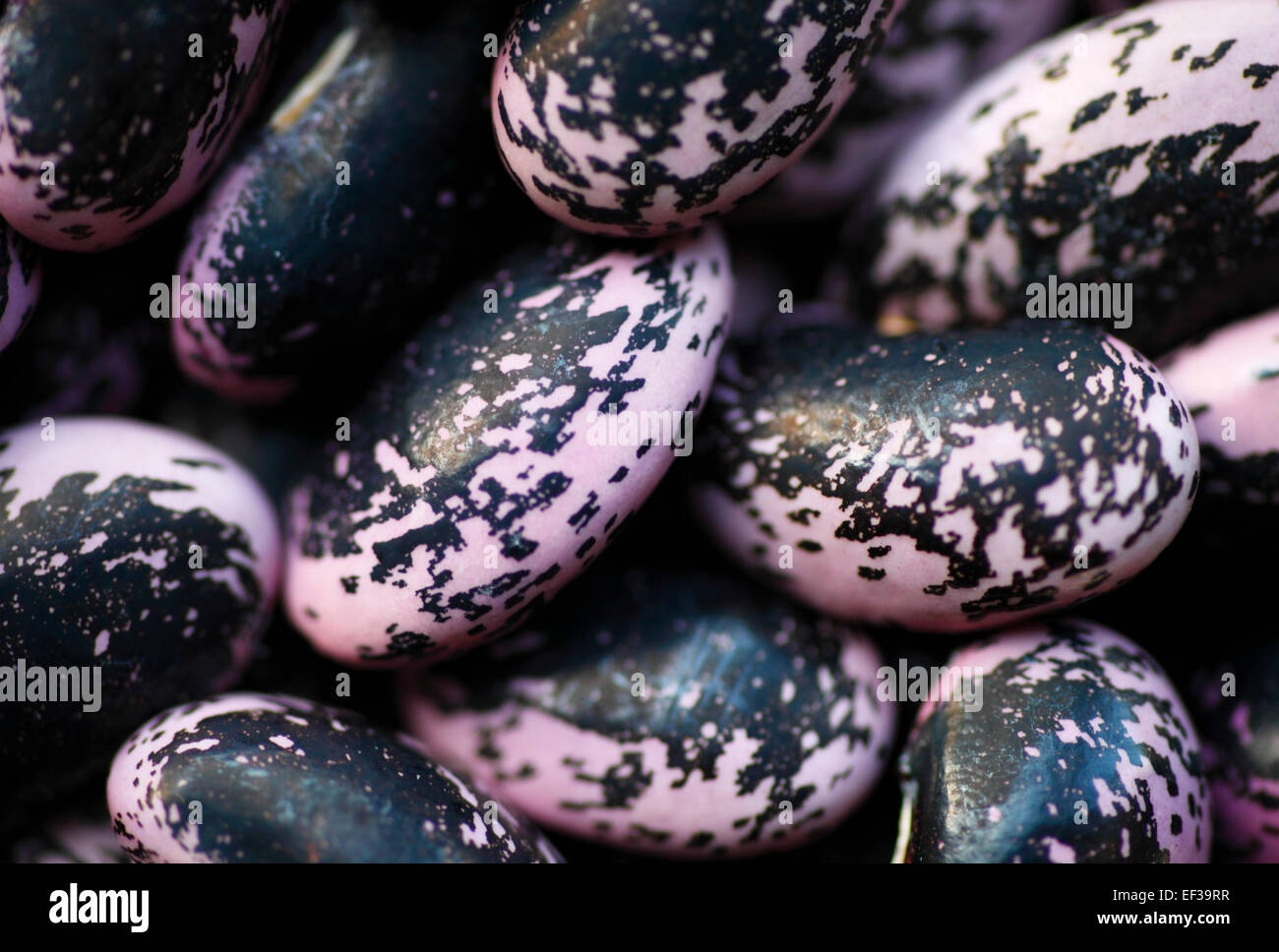 Runner bean seeds Stock Photo - Alamy