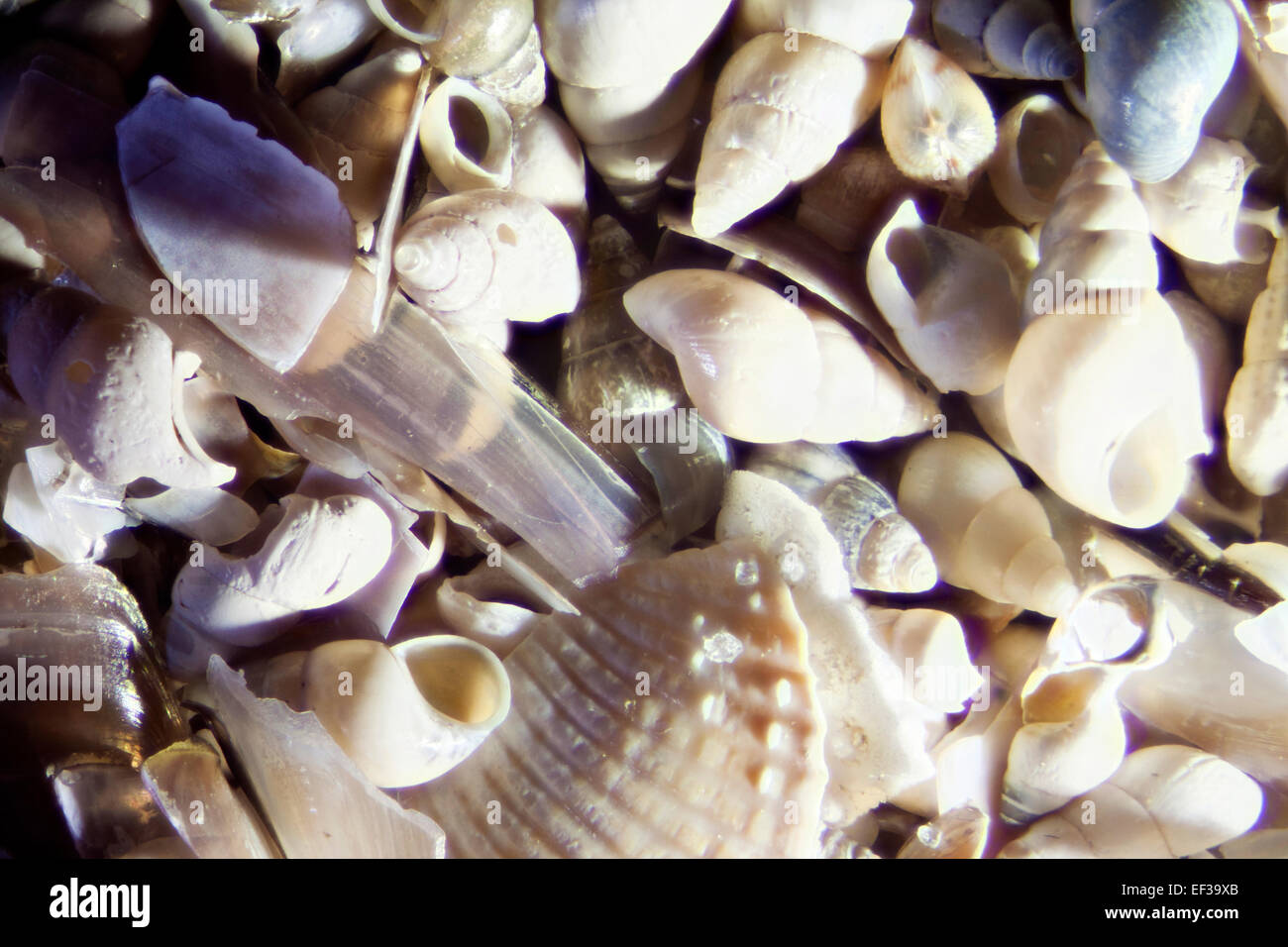 Micro Photo of North Sea Shell Sand Stock Photo - Alamy