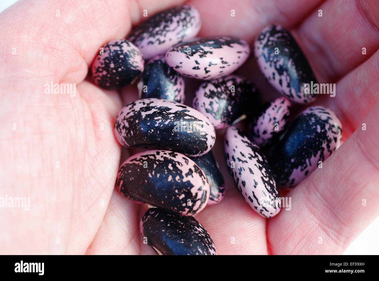 Runner bean seeds in the palm of a man's hand Stock Photo - Alamy