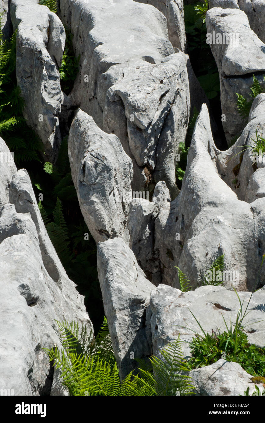 Karren at Dürrenstein, Tyrol, Austria, alpine terrain Stock Photo - Alamy