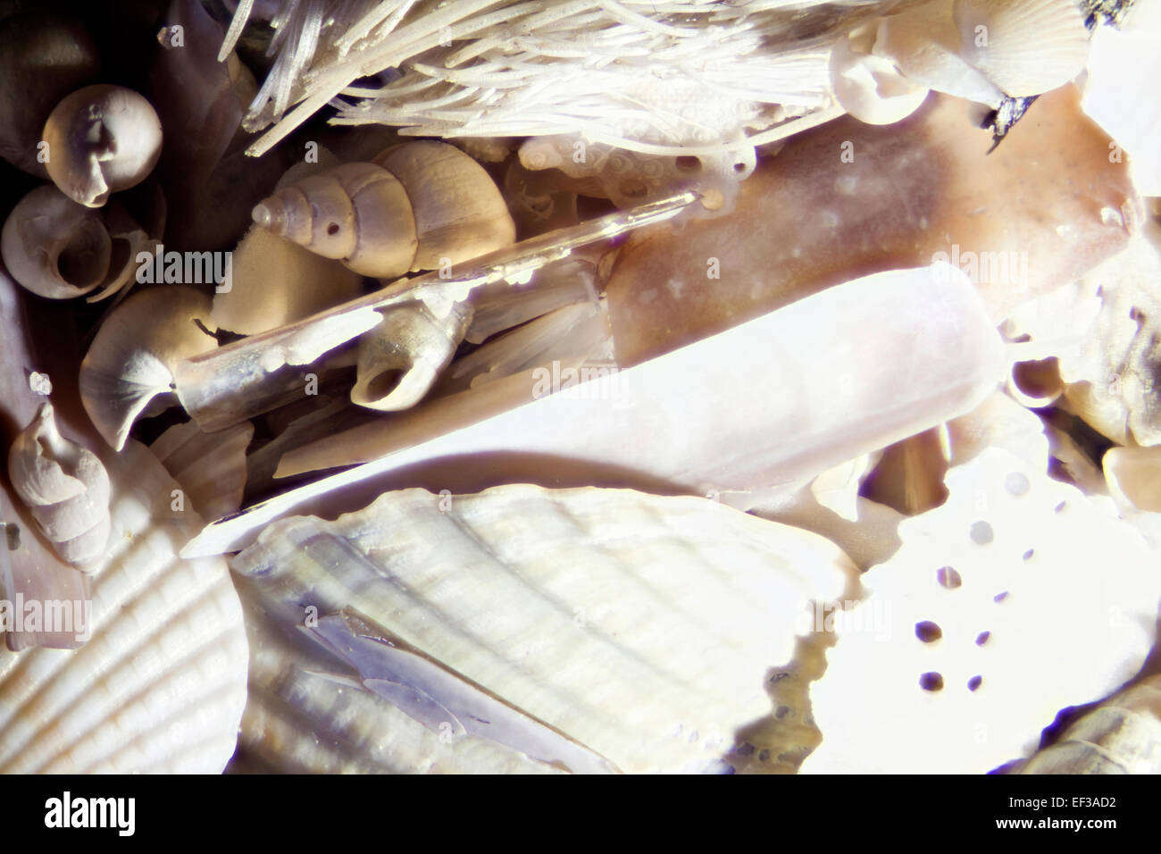 Micro Photo of North Sea Shell Sand Stock Photo - Alamy