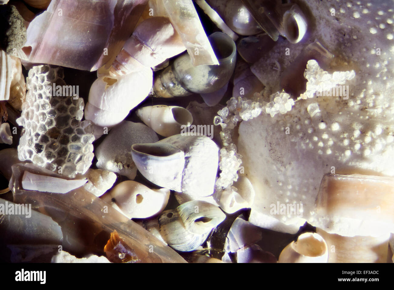Micro Photo of North Sea Shell Sand Stock Photo - Alamy