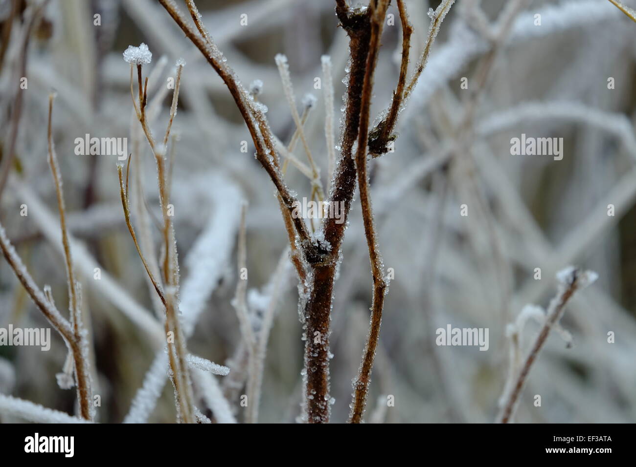 Frozen sticks hi-res stock photography and images - Alamy
