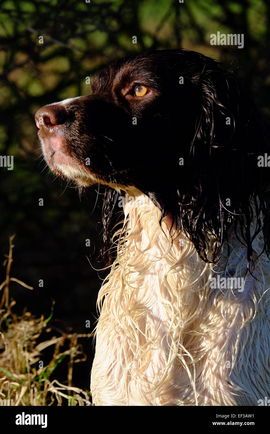 Wet Springer Spaniel Stock Photo - Alamy