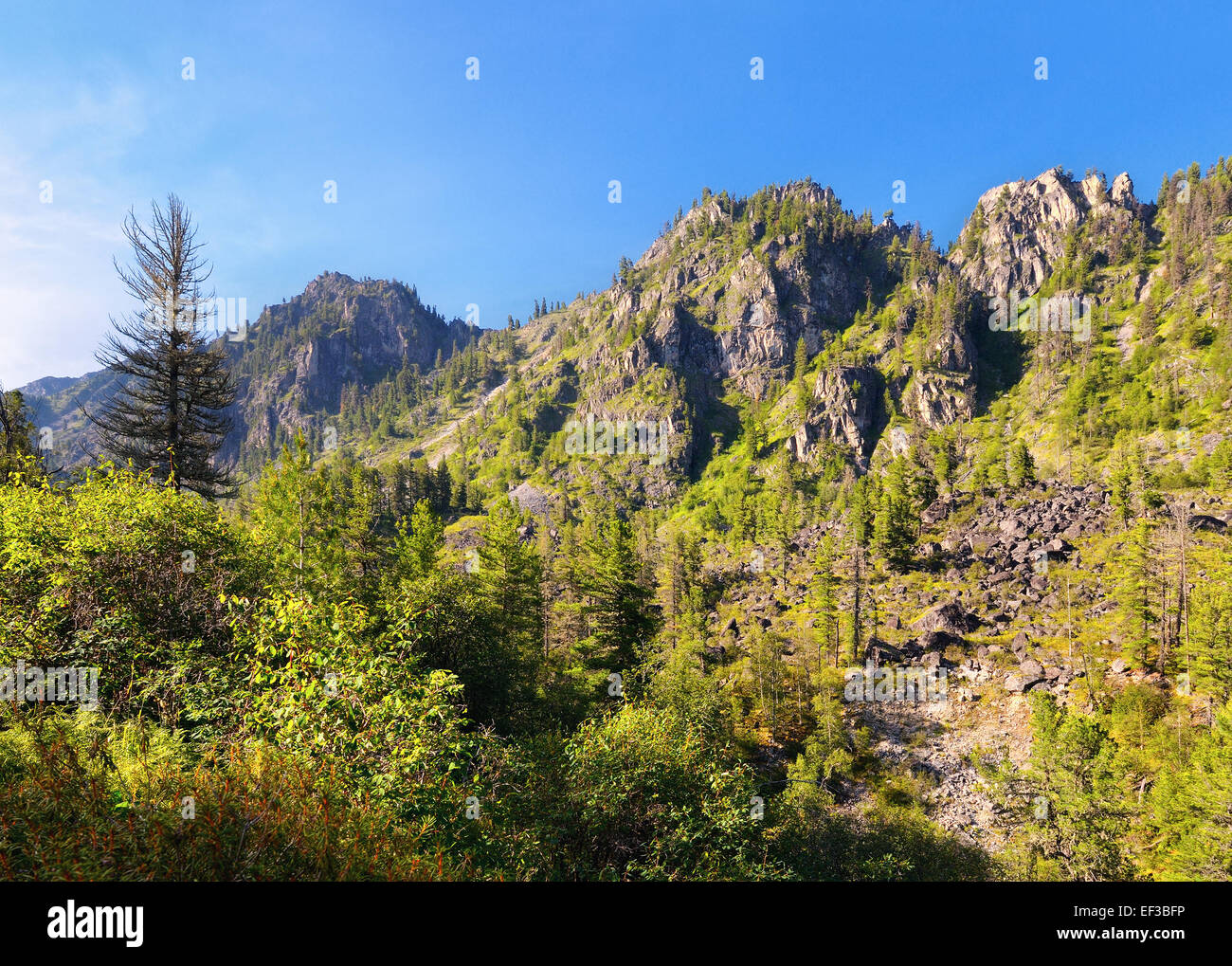 Mountain forest landscape. Eastern Sayan. The Republic of Buryatia ...