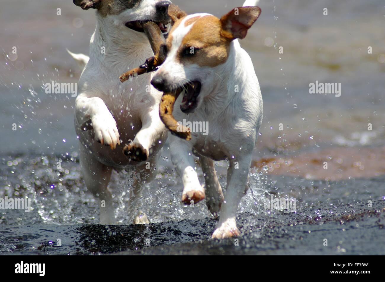 Dogs playing in water, Jack Russel's playing in water with a stick ...