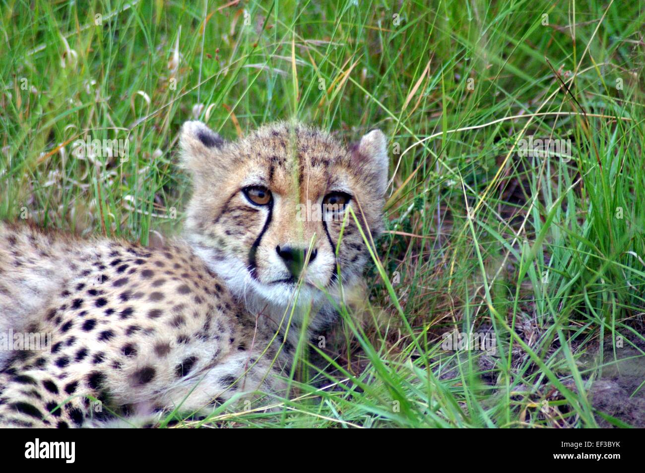 Cheetah lying down Stock Photo - Alamy