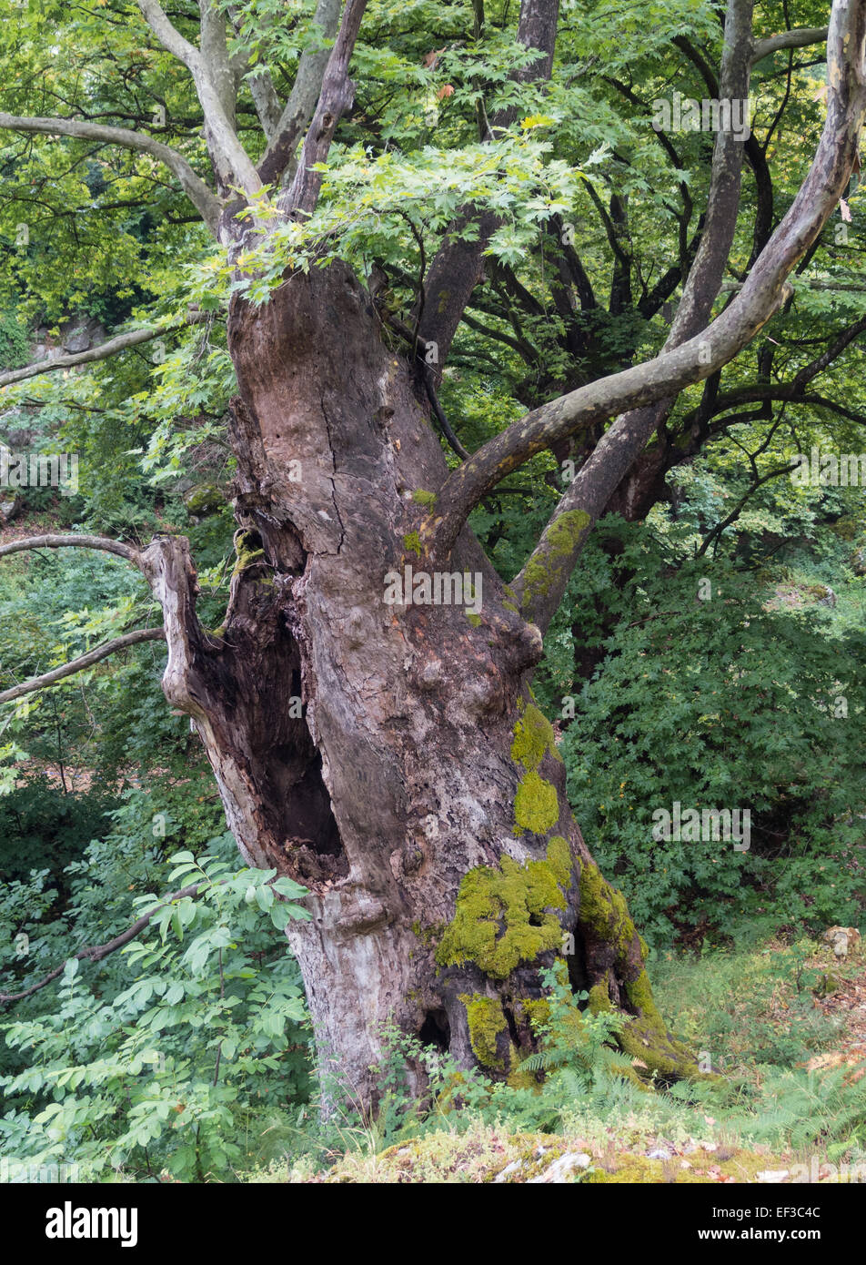 Bark plane tree in hi-res stock photography and images - Alamy