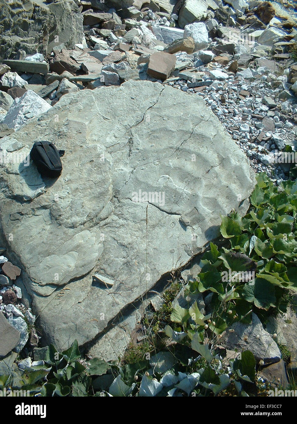 Ripple1 is an abstract piece that utilizes flowing shapes and movements ...