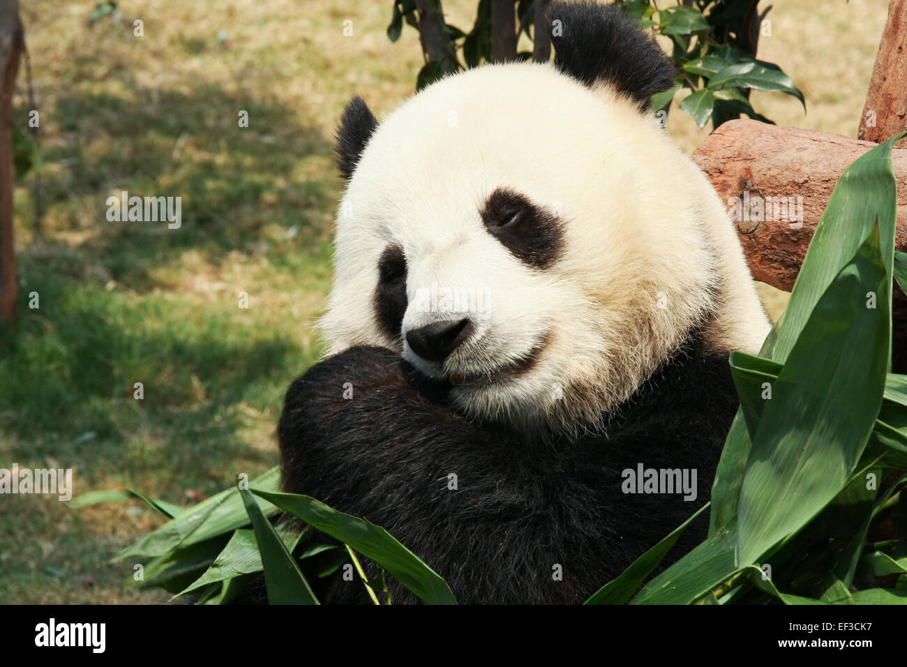 Panda eating bamboo Stock Photo - Alamy