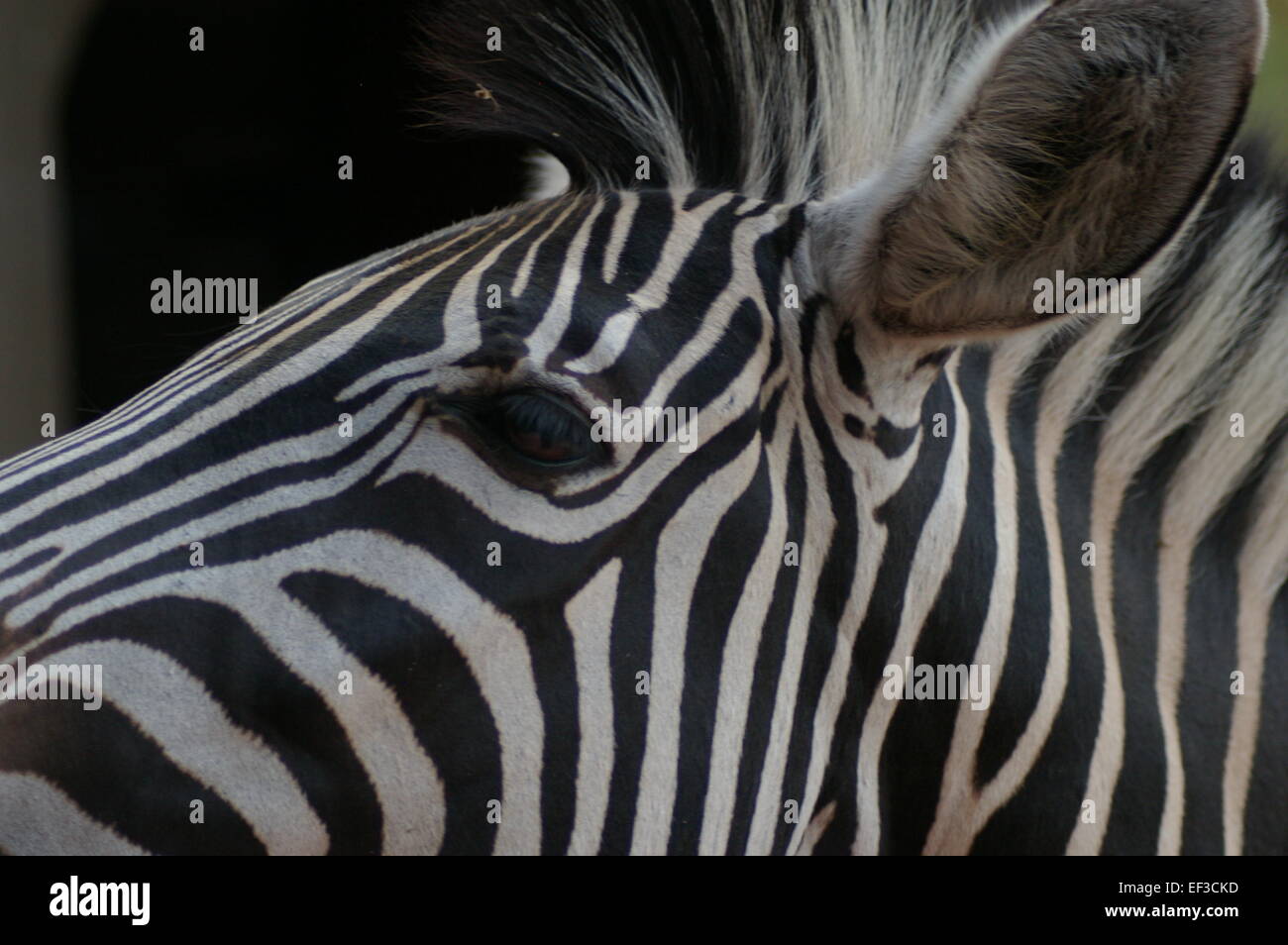 Zebra face hi-res stock photography and images - Alamy