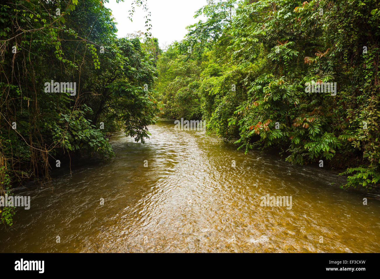 Jungle river in borneo Stock Photo - Alamy